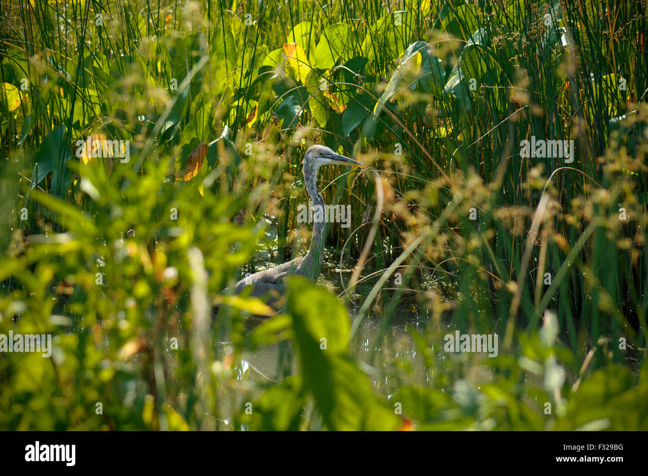 Great blue heron in Humboldt Park, Chicago, Illinois Stock Photo - Alamy