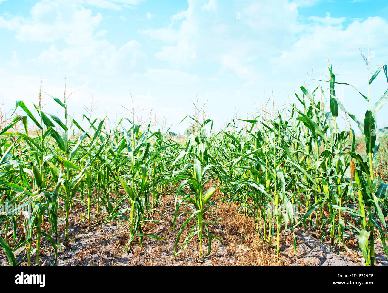 Beautiful green maize field, corn field in Ukraine Stock Photo - Alamy