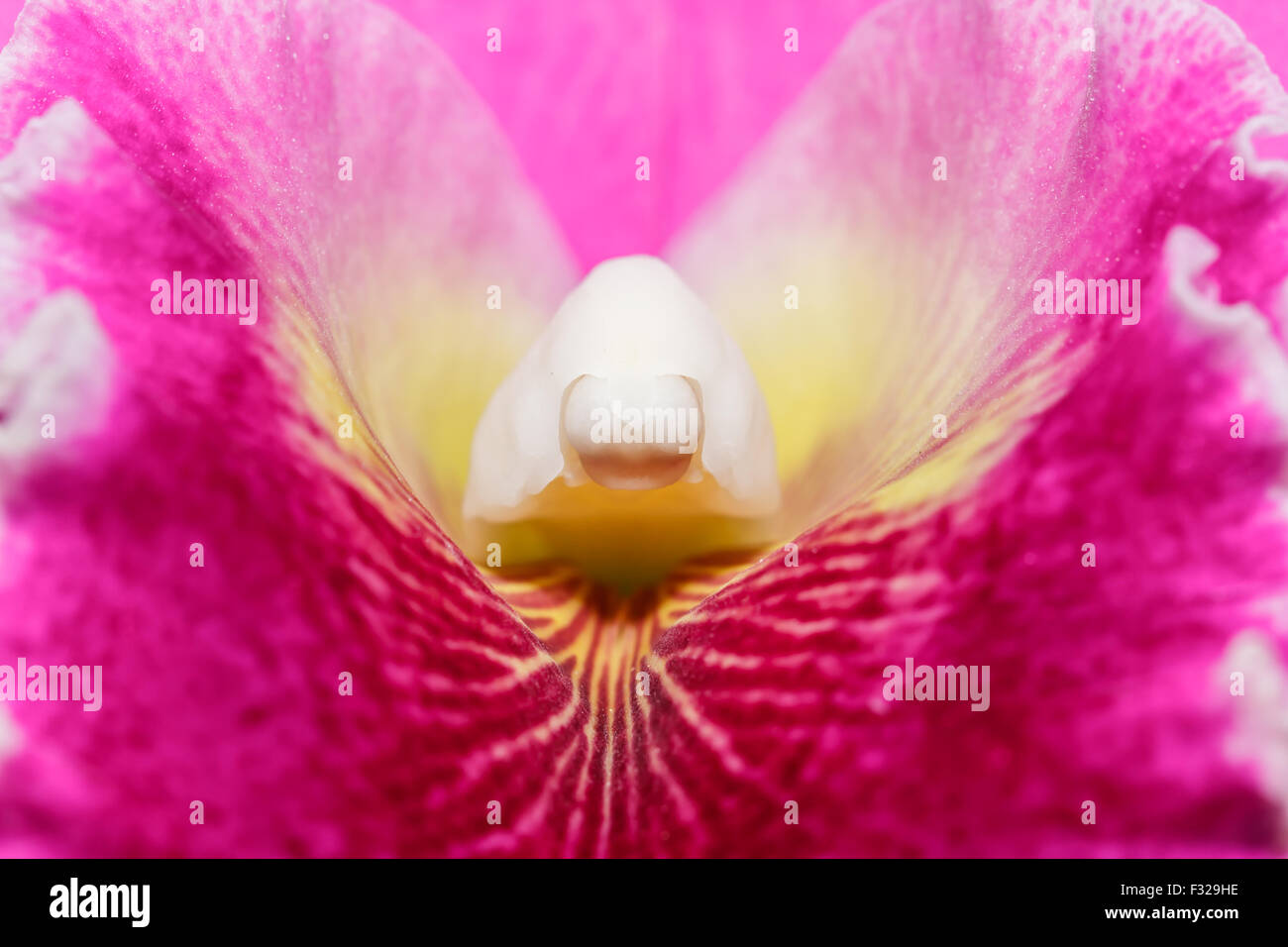 Cattleya labiata orchids Stock Photo - Alamy