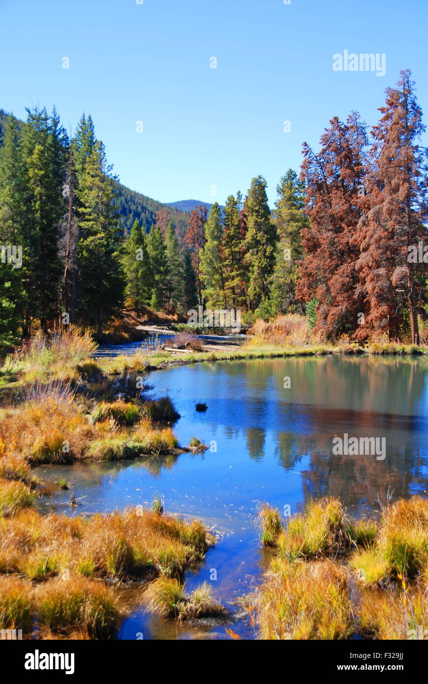 Early morning stillness of a pond sitting among the Fall colors of the ...