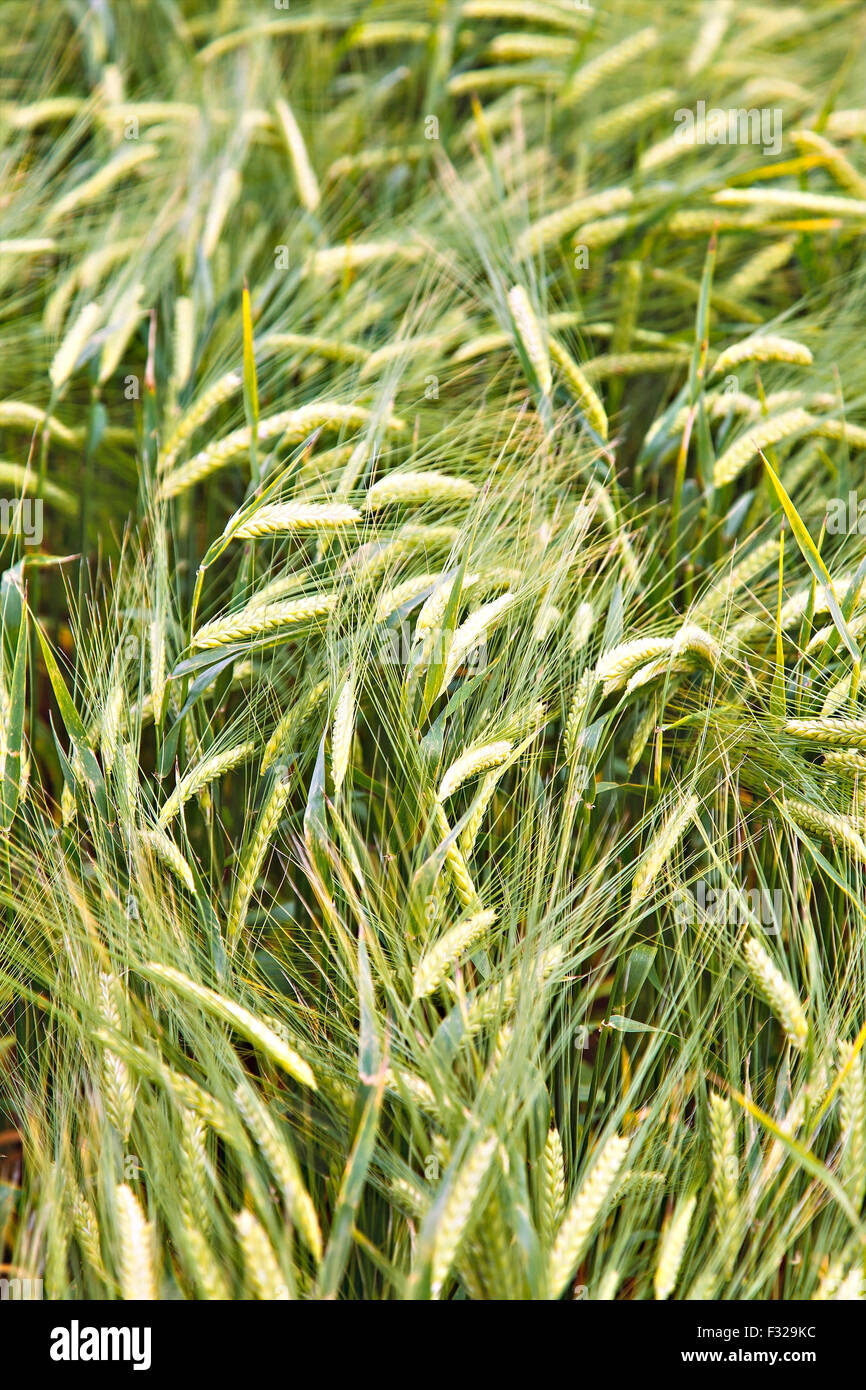 Growing barley hi-res stock photography and images - Alamy