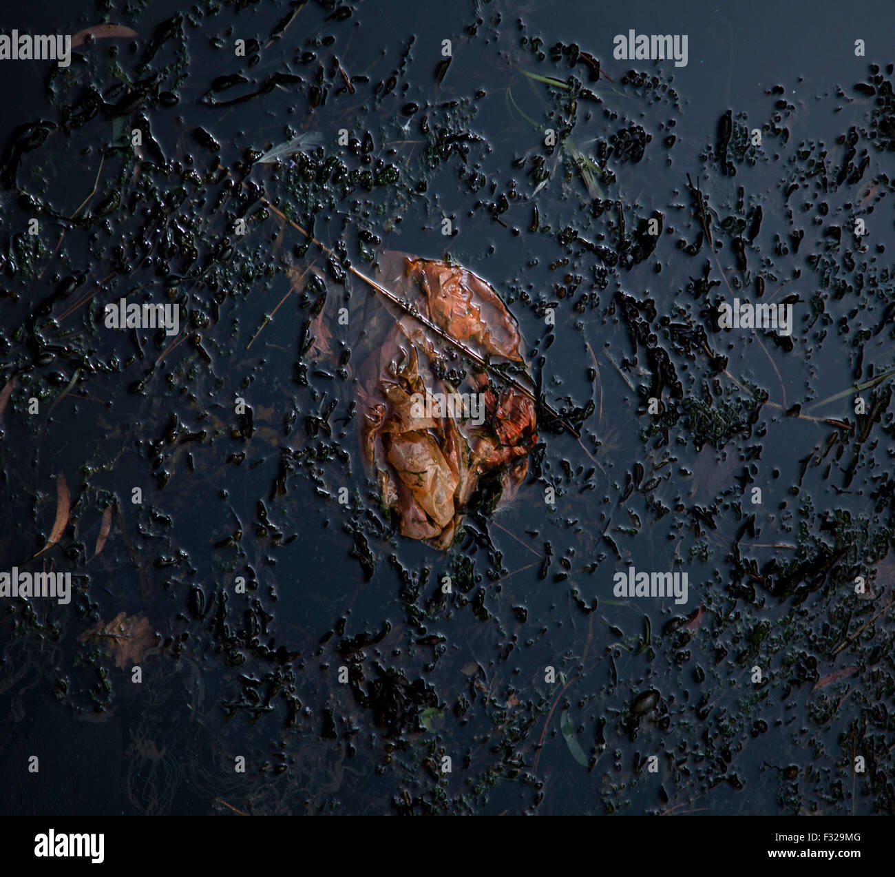 Harmful Litter High Resolution Stock Photography and Images - Alamy