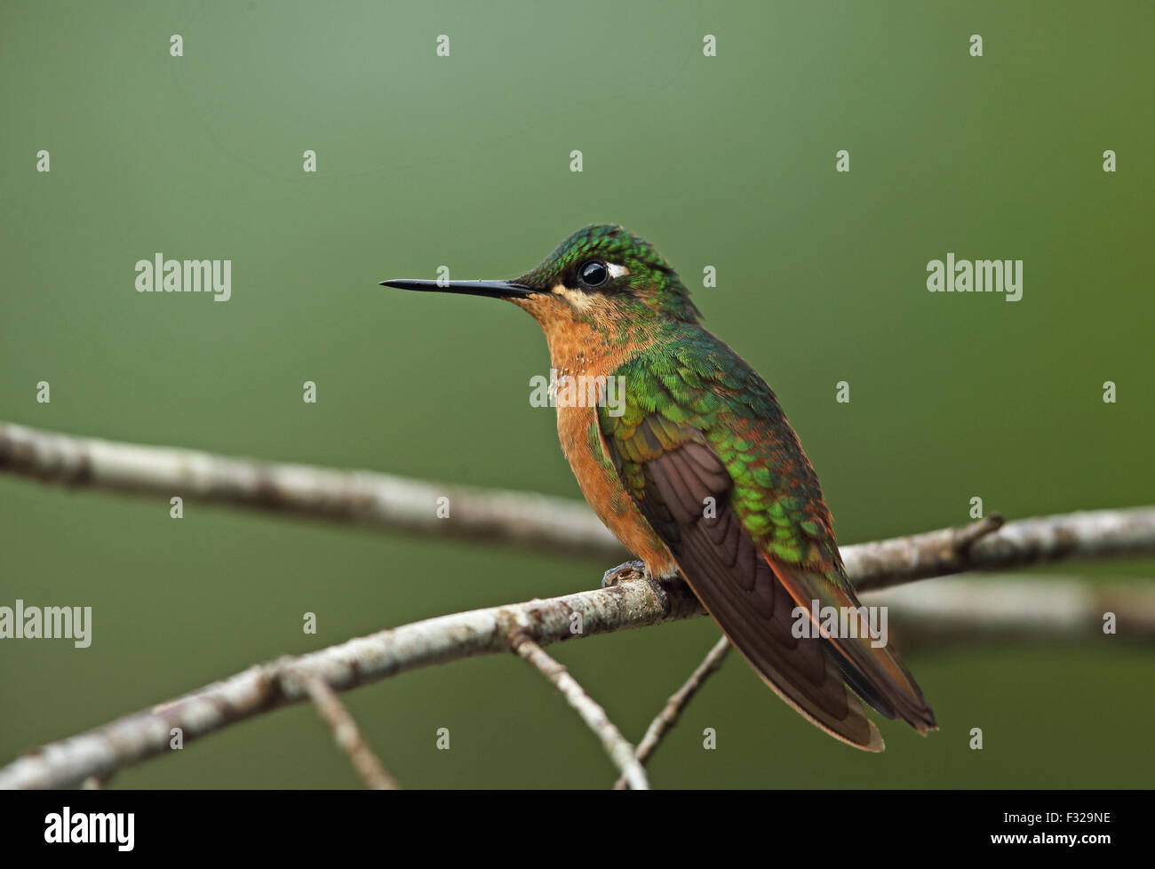 Clytolaema hi-res stock photography and images - Alamy