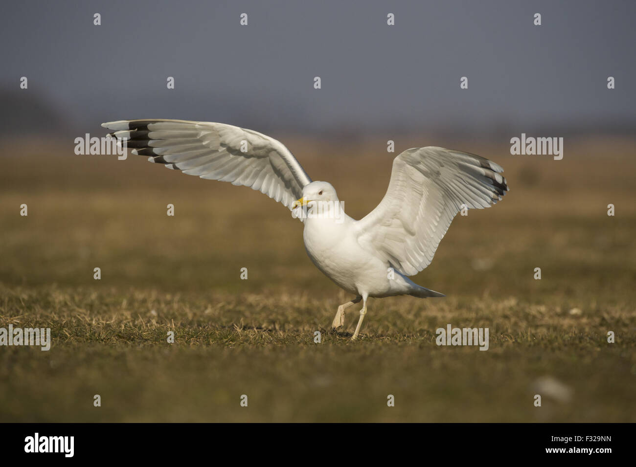 Caspian Gull (Larus cachinnans) adult, landing with wings spread ...