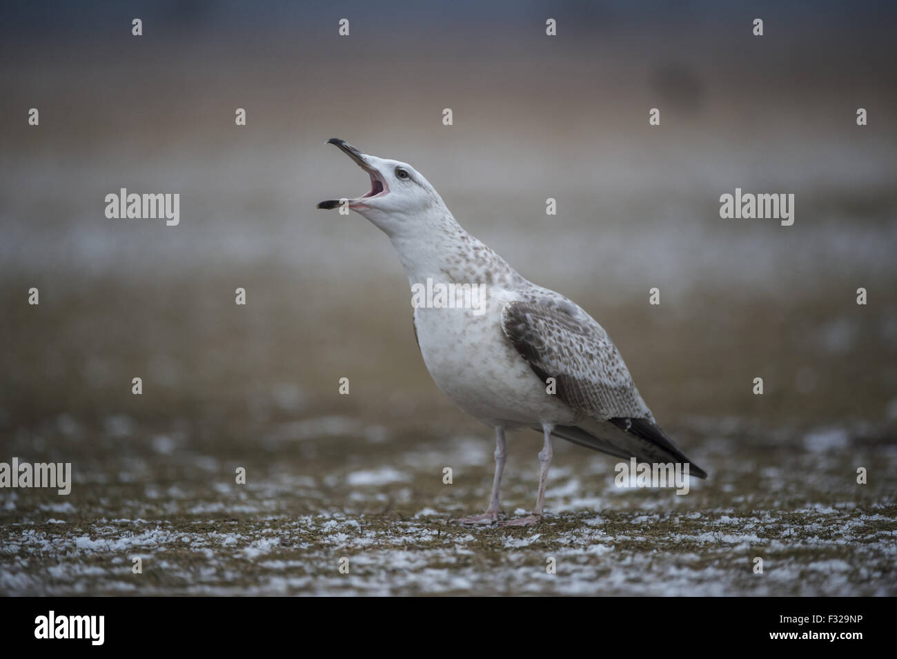Caspian Gull (Larus cachinnans) immature, first winter plumage, calling ...
