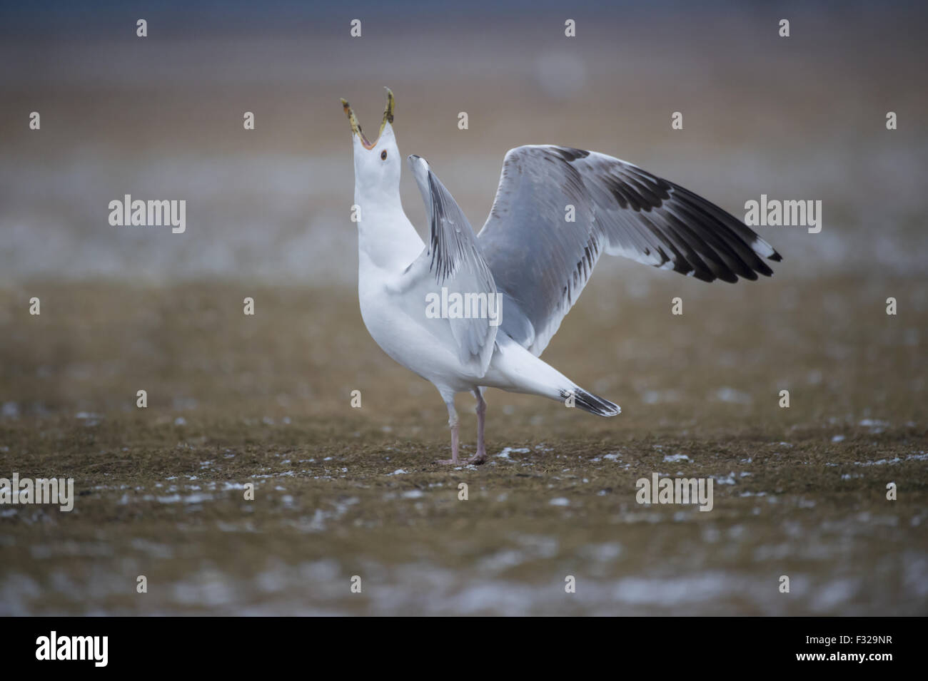 Caspian Gull (Larus cachinnans) subadult, third winter plumage, calling ...