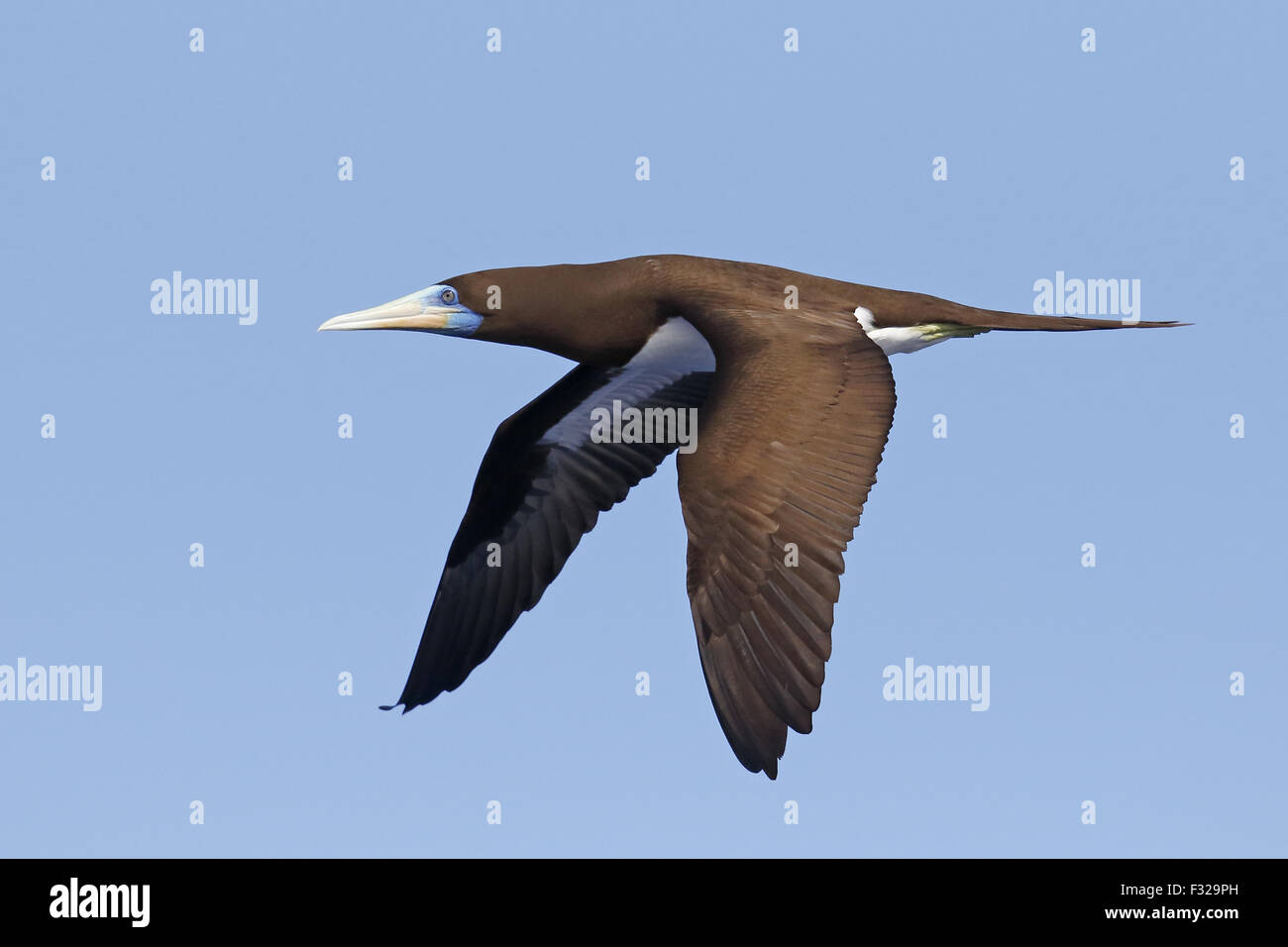 Brown Booby (Sula leucogaster) adult male, in flight, Minami Iwo Jima ...