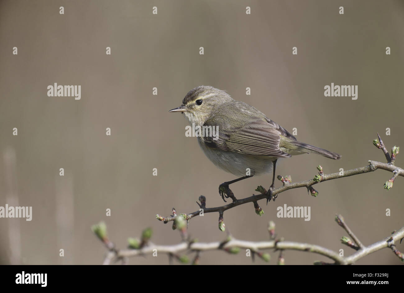 Eurasian Chiffchaff (Phylloscopus collybita) adult, perched on twig ...