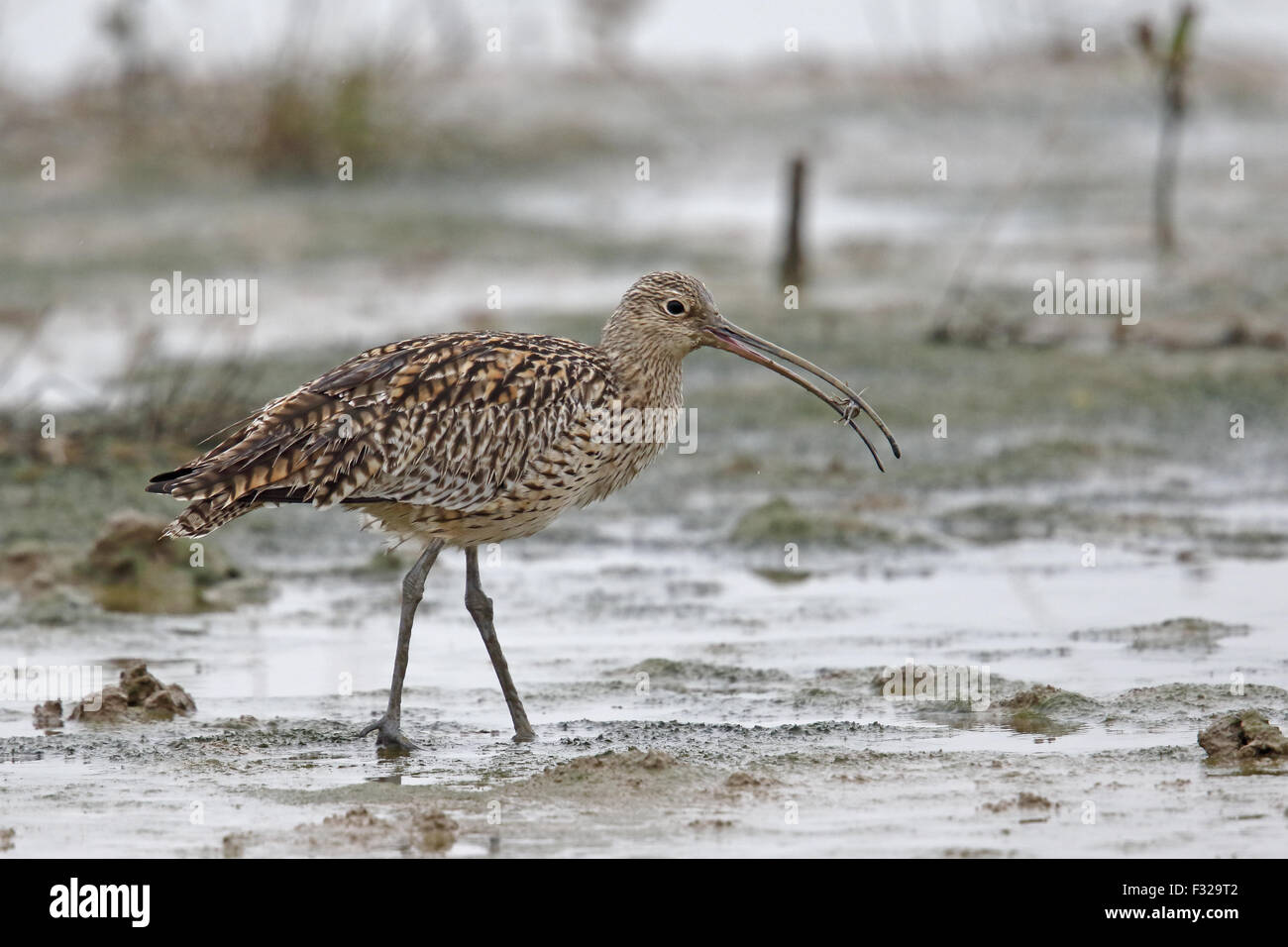 Far Eastern Curlew (Numenius madagascariensis) adult, feeding on crab ...