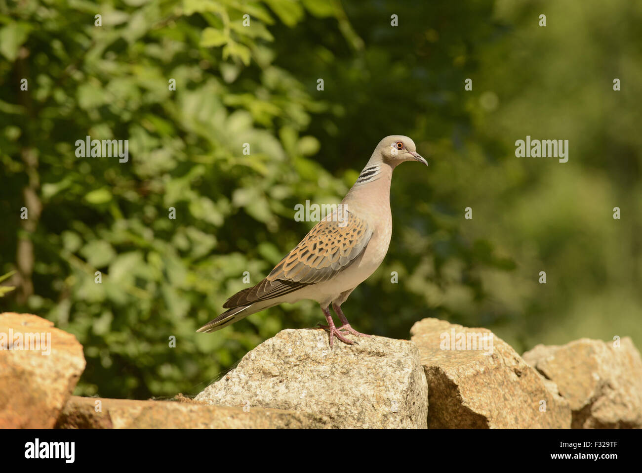 Eurasian Turtle-dove (Streptopelia turtur) adult, standing on rock ...