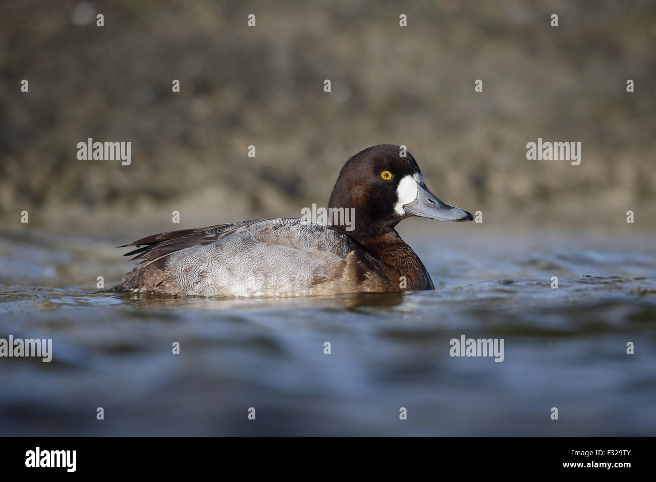 Greater Scaup (Aythya marila) adult female, swimming, Dumfries ...