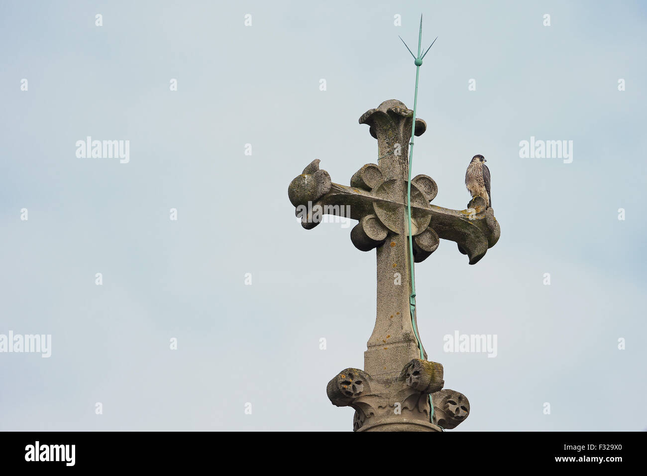 Peregrine Falcon (Falco peregrinus) juvenile, perched on cross with ...