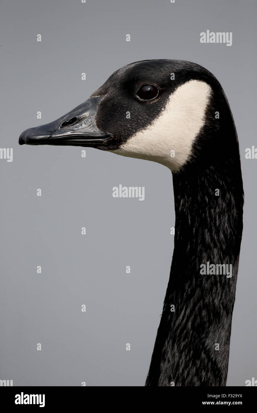 Eurasian goose species hi-res stock photography and images - Alamy