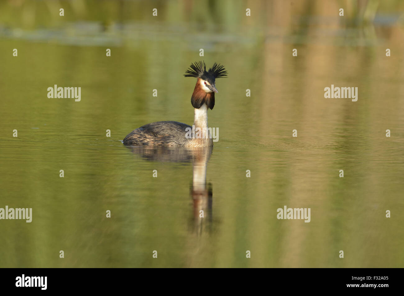 Great Crested Grebe (Podiceps cristatus) adult, breeding plumage, with ...