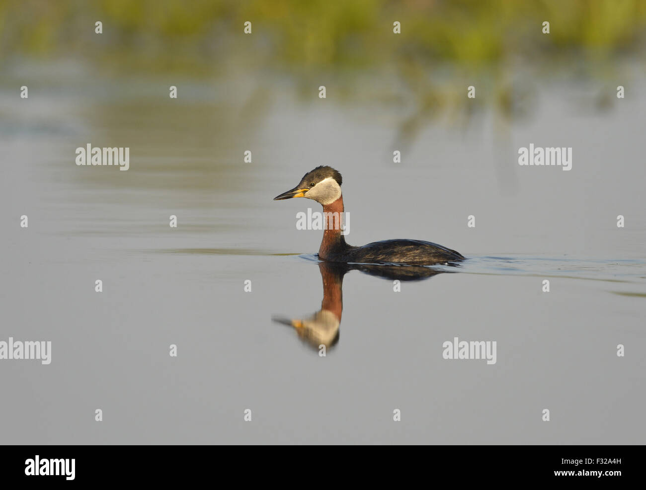 Red-necked Grebe (Podiceps grisegena grisegena) adult, breeding plumage ...
