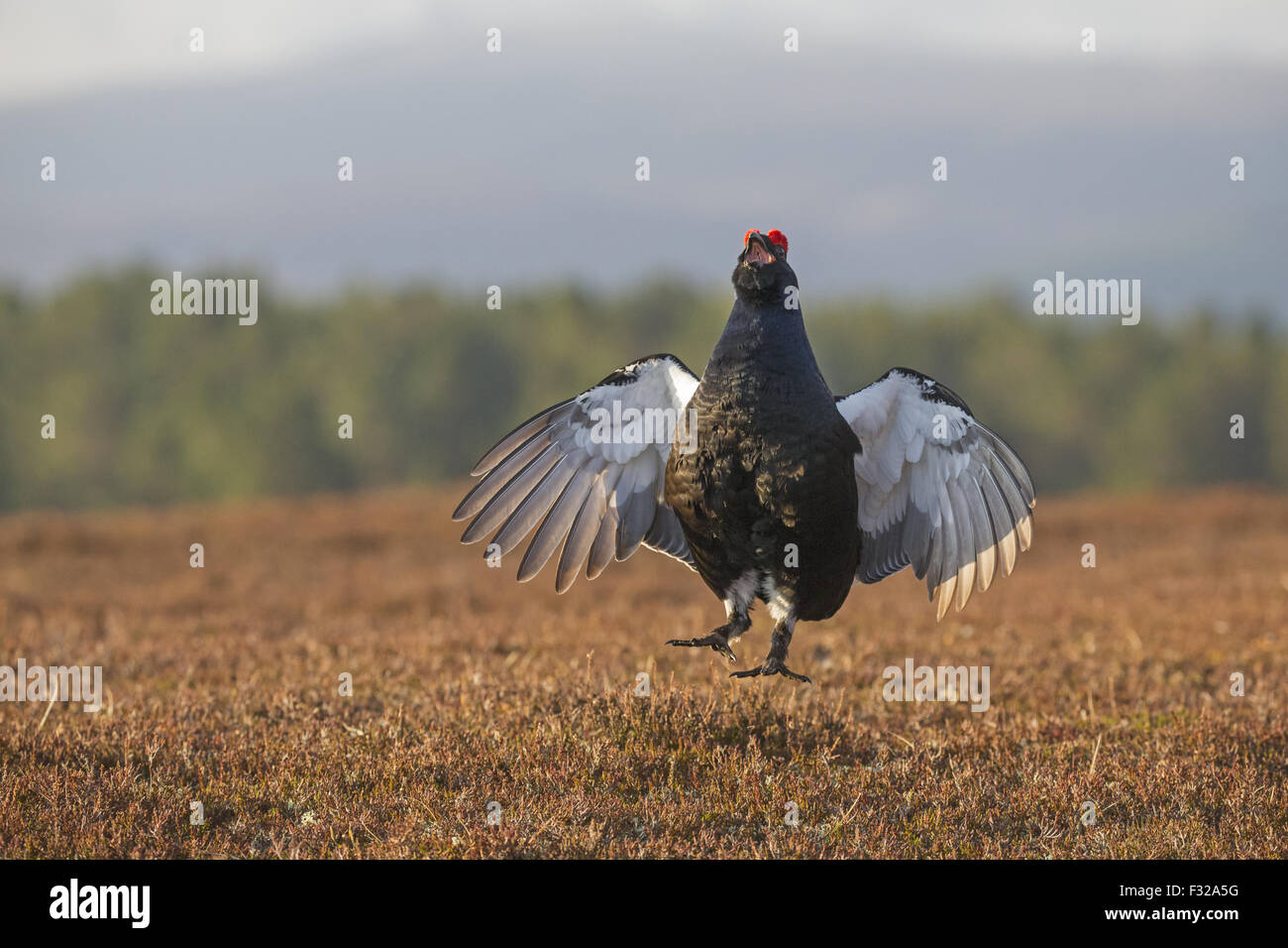 Black Grouse (Tetrao tetrix) adult male, displaying at lek on moorland ...