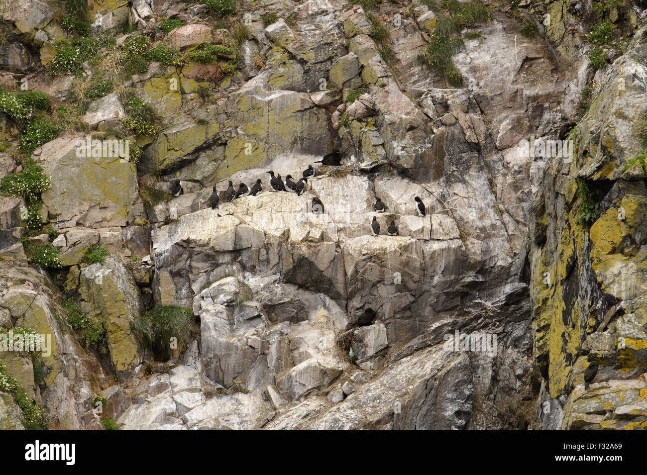 Cliff nesting british birds hi-res stock photography and images - Alamy