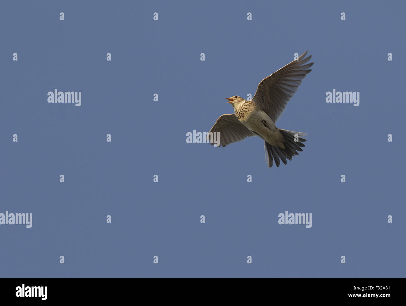 Eurasian Skylark (Alauda arvensis) adult, in flight, singing, Yorkshire ...