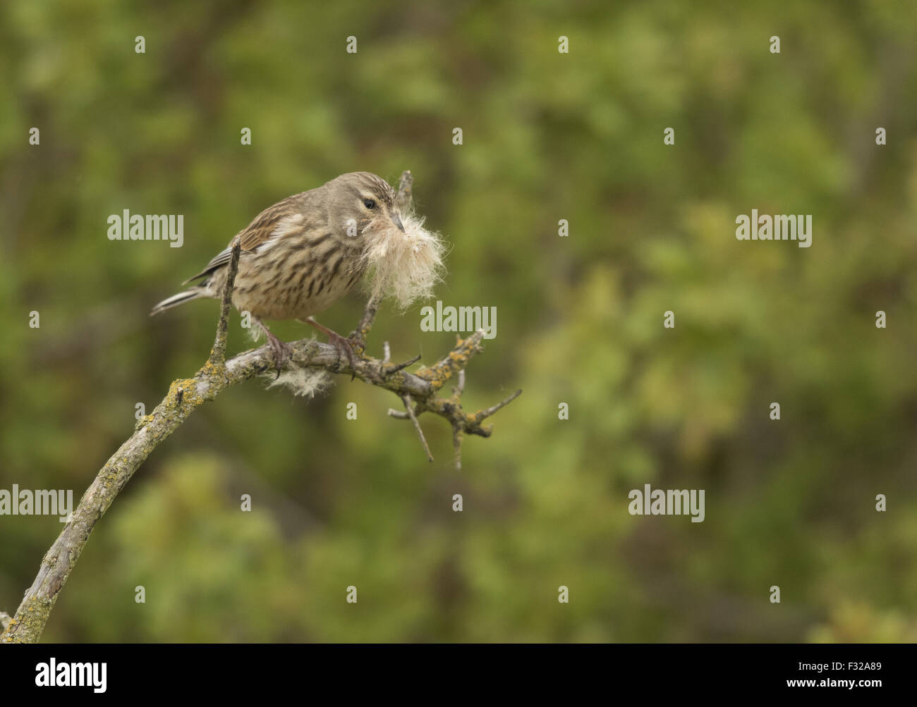 Eurasian Linnet (Linaria cannabina) adult female, collecting nesting ...