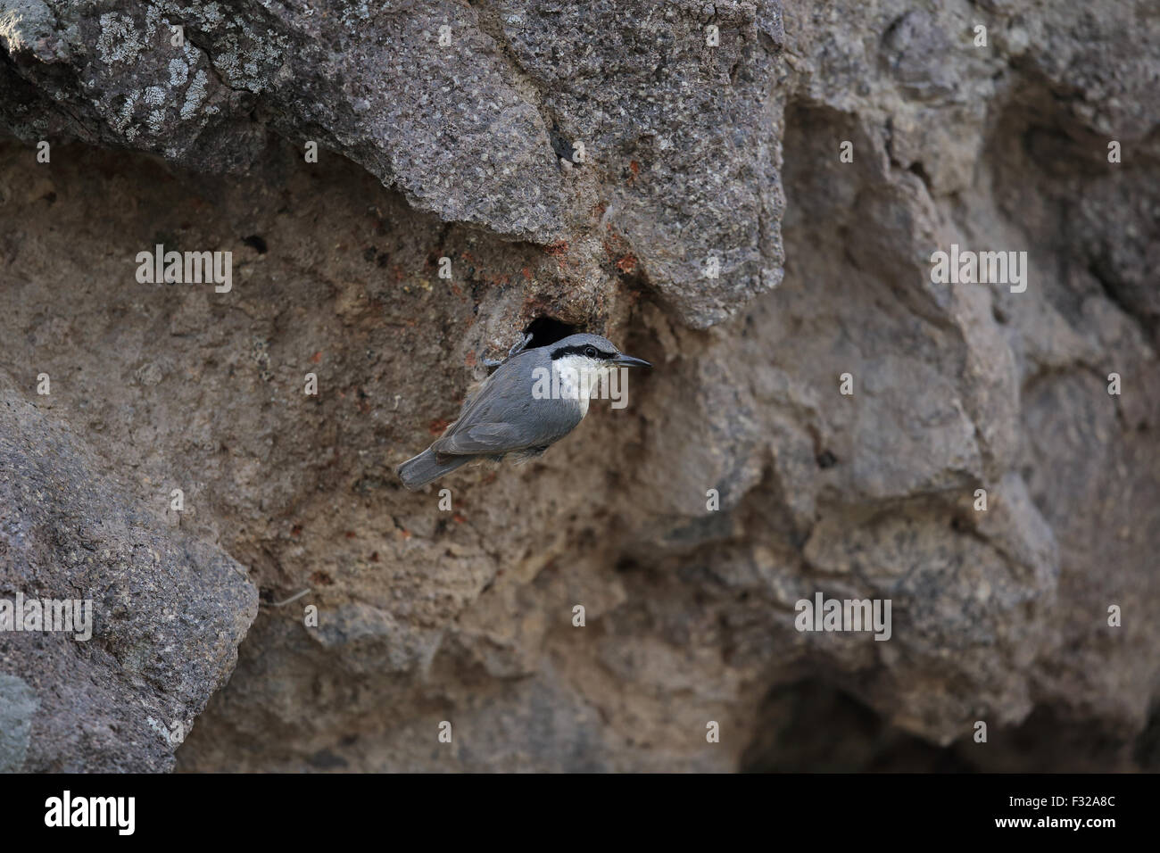 Western rock nuthatches hi-res stock photography and images - Alamy