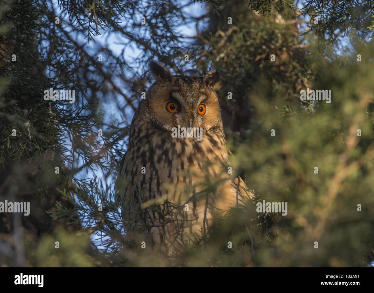 Long eared owls roosting hi-res stock photography and images - Alamy