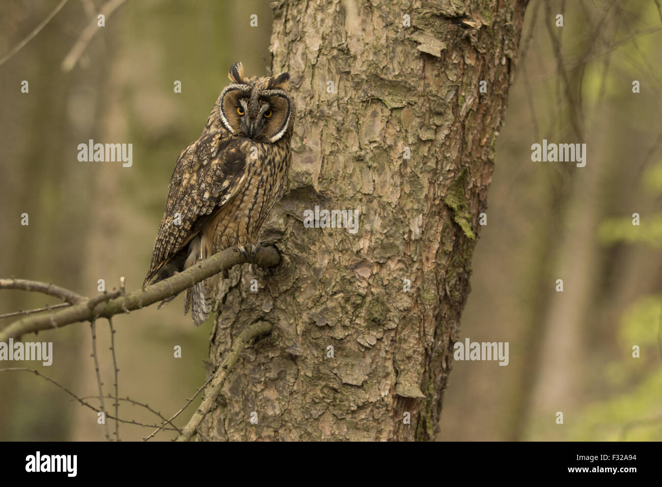 Conifer plantation bird hi-res stock photography and images - Alamy