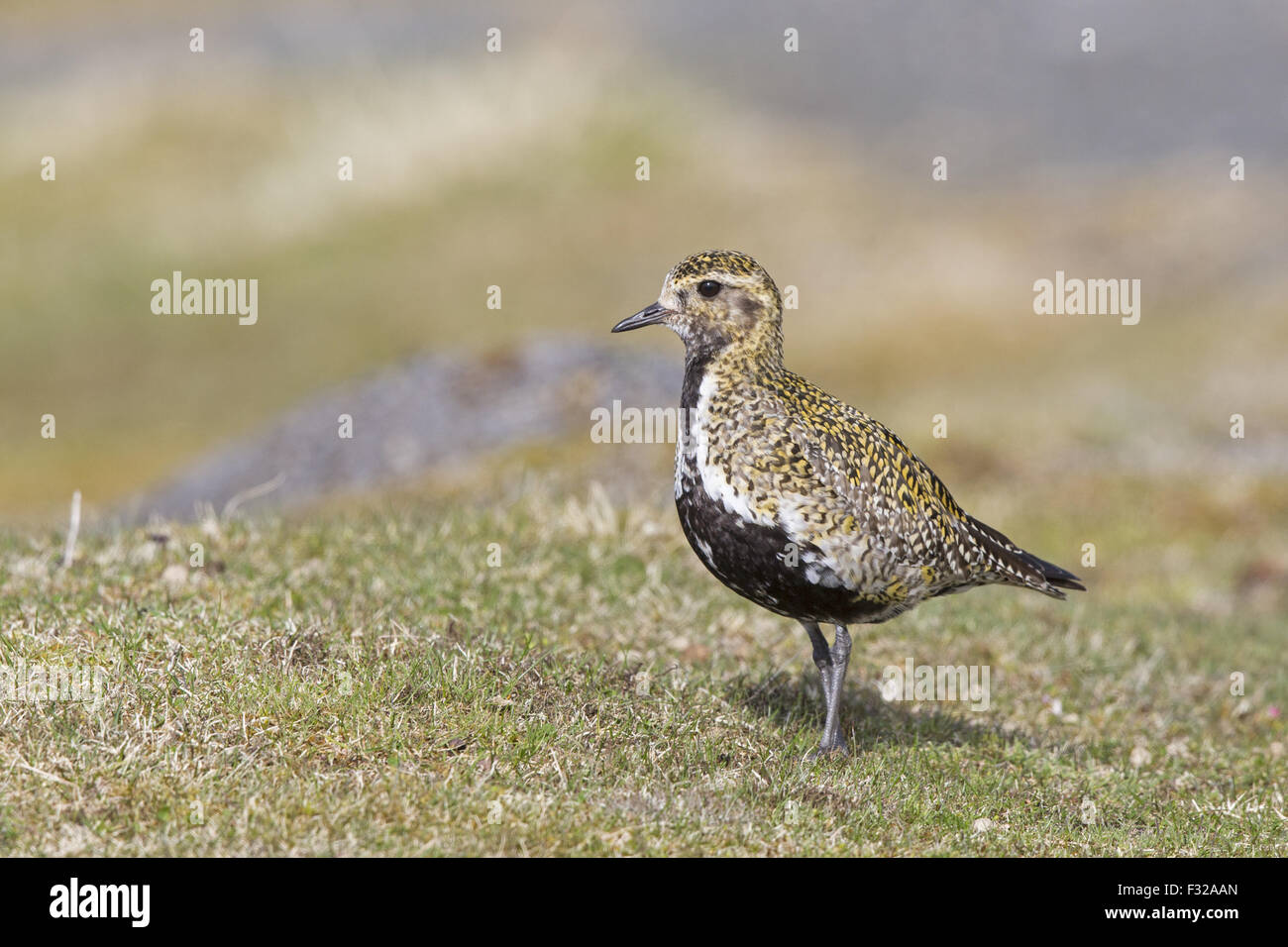 Eurasian Golden Plover (Pluvialis apricaria) adult, breeding plumage ...