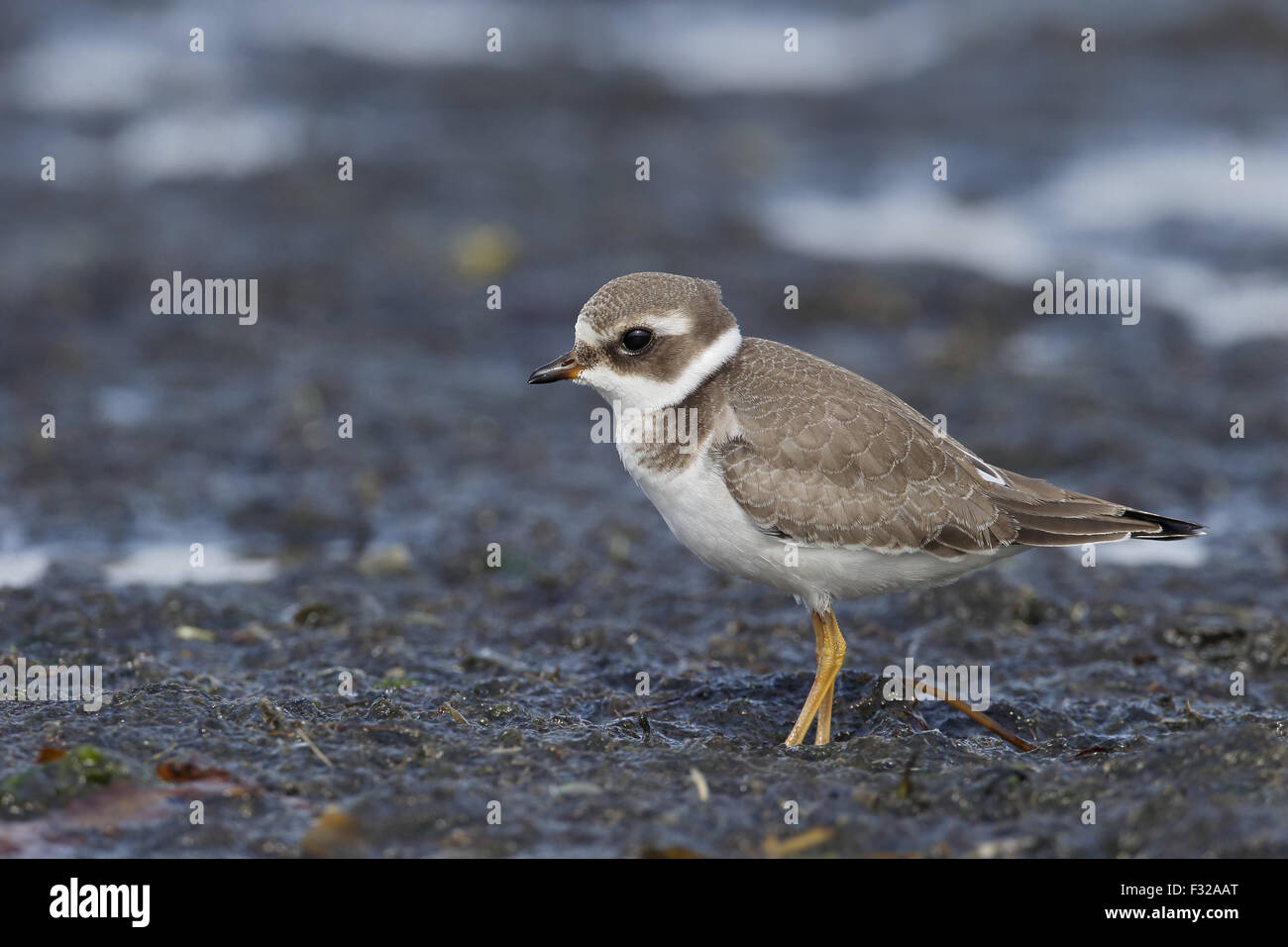 Common Ringed Plover (Charadrius hiaticula) juvenile, standing on muddy ...