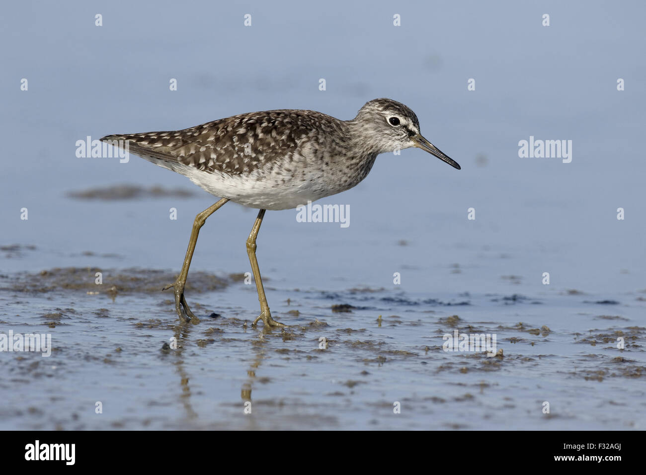 Wood Sandpiper (Tringa glareola) adult, breeding plumage, walking on ...