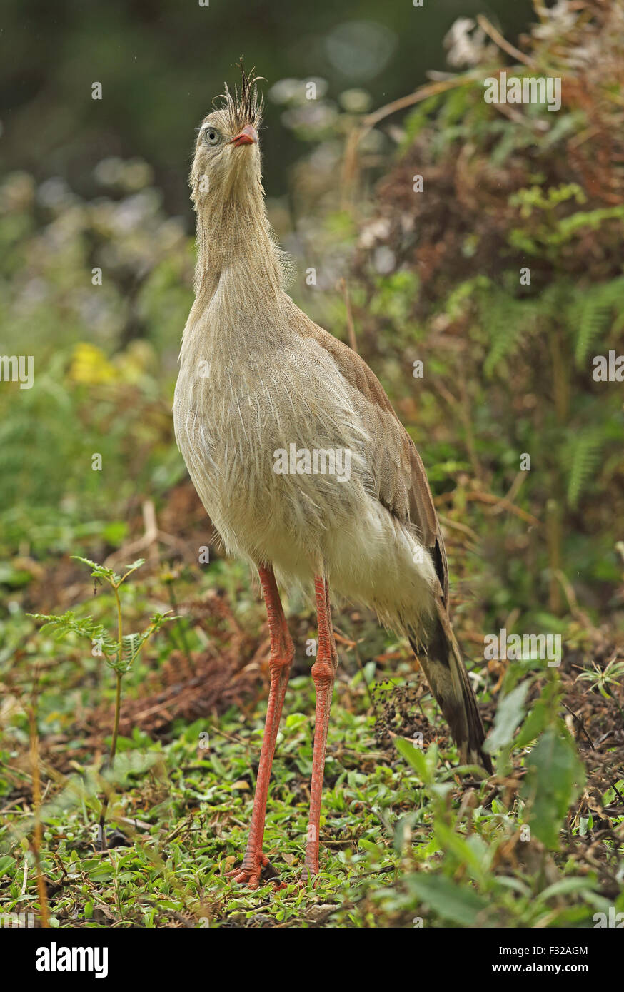 Red-legged Seriema (Cariama cristata) adult, standing on ground ...