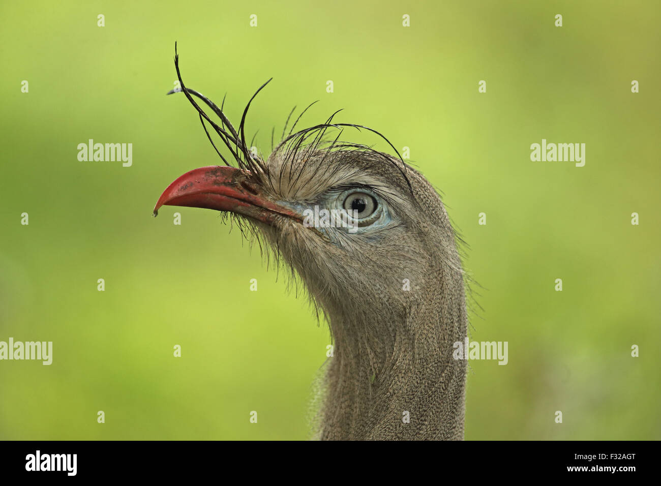 Red Legged Seriema Cariama Cristata High Resolution Stock Photography ...