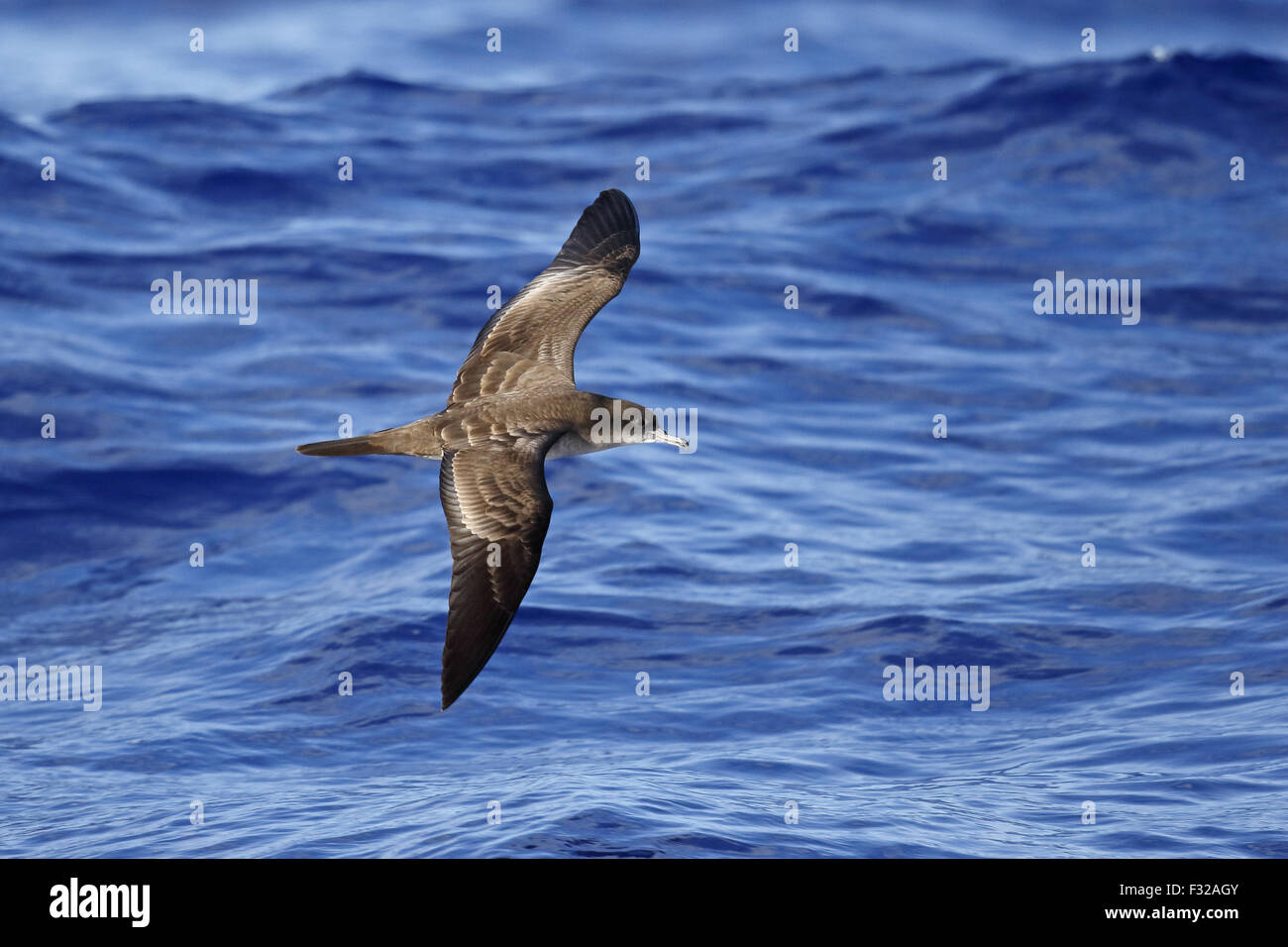 Wedge-tailed Shearwater (Puffinus pacificus) adult, in flight over sea ...