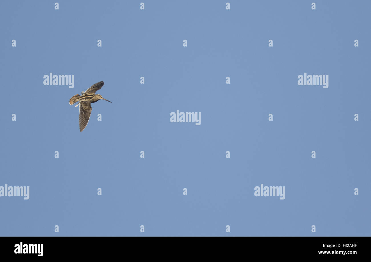 Common Snipe (Gallinago gallinago) adult, in 'drumming' display flight ...