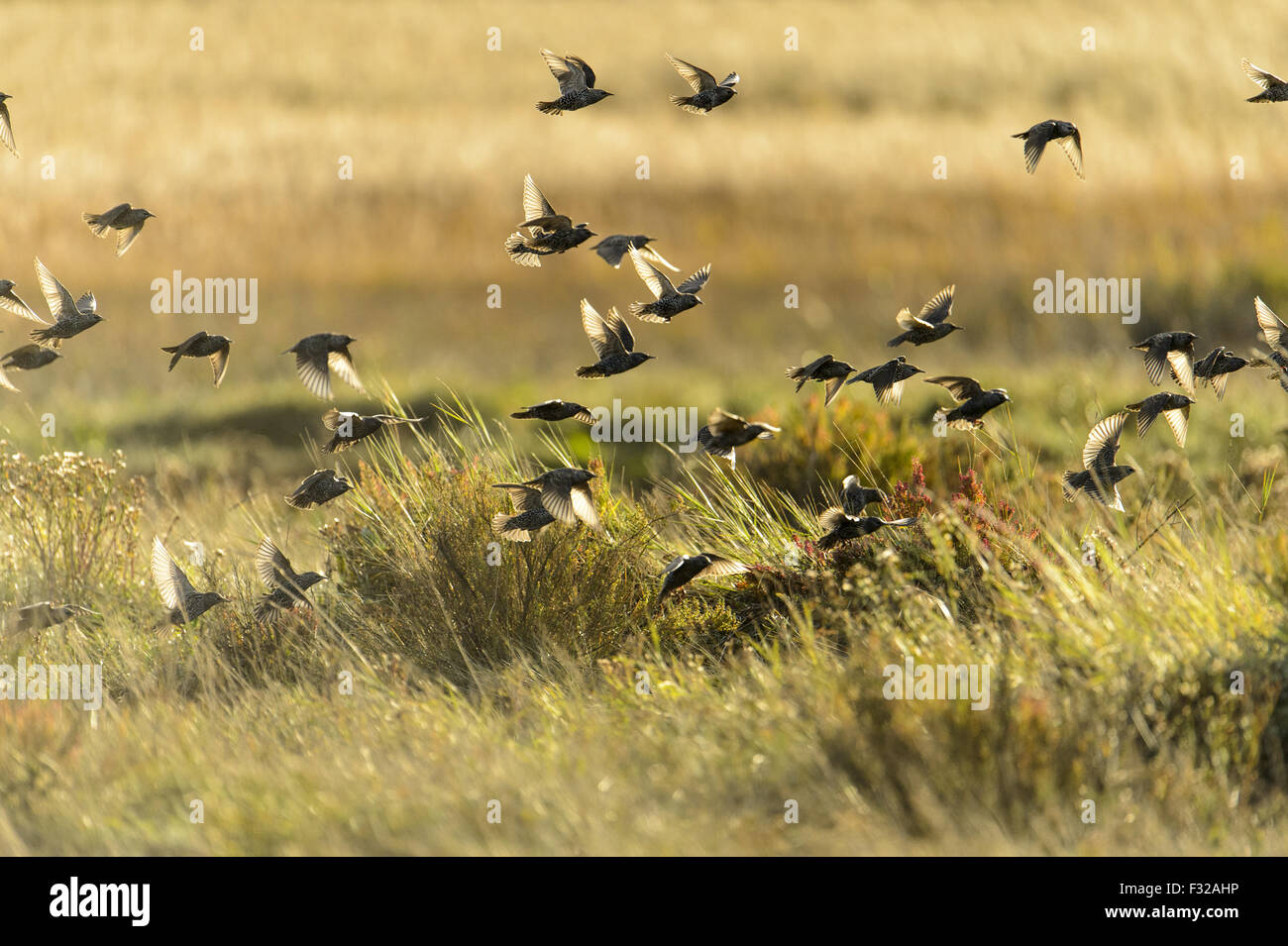 Common Starling (Sturnus vulgaris) flock, in flight, Cley-next-the-sea ...