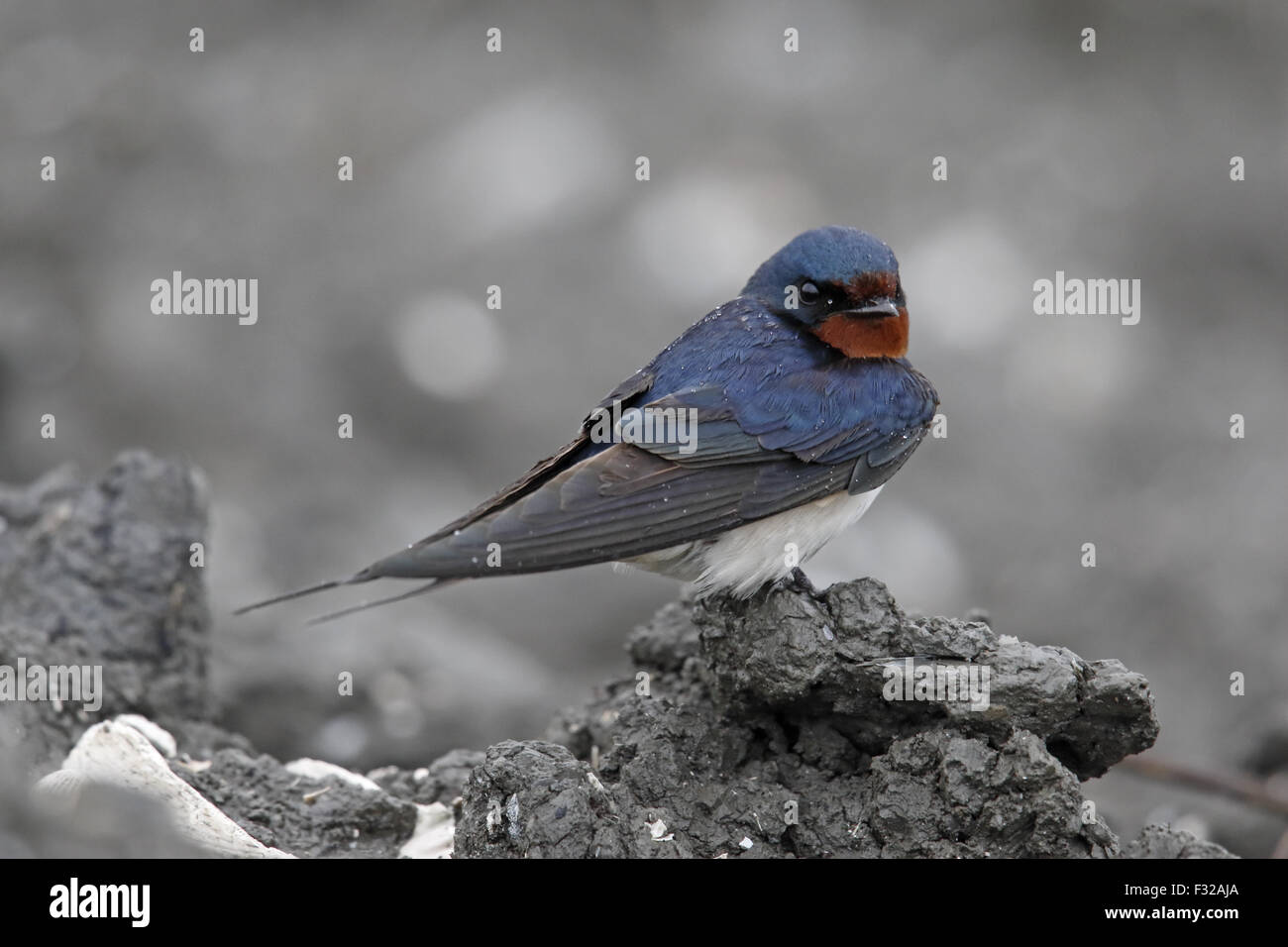 Barn Swallow (Hirundo rustica) adult, standing on clod of mud during ...