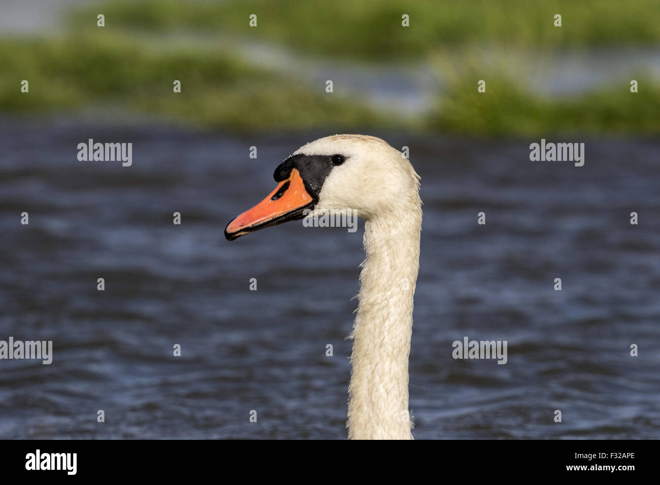 Orange and black bill hi-res stock photography and images - Alamy
