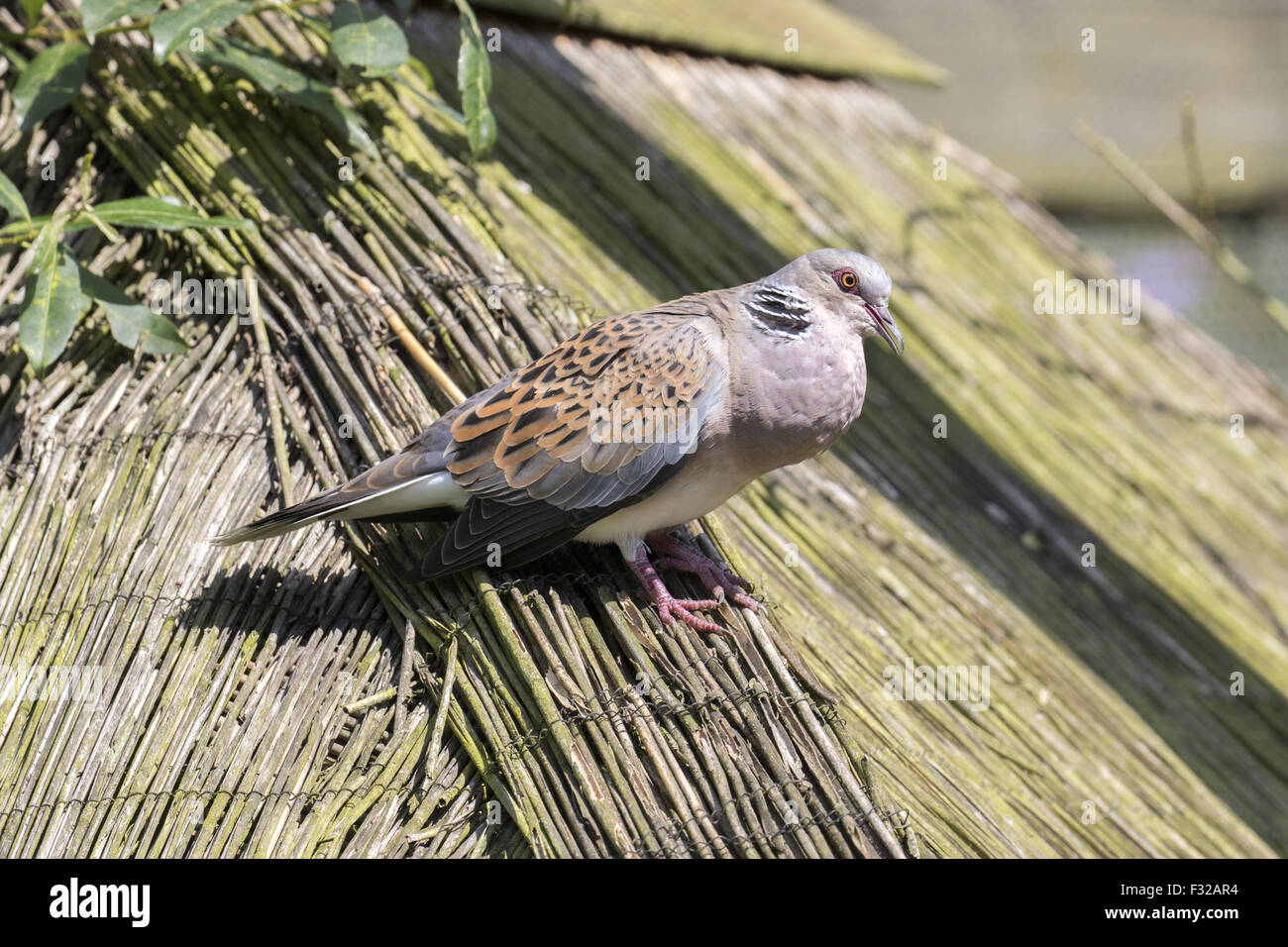European Turtle Dove calling Stock Photo - Alamy