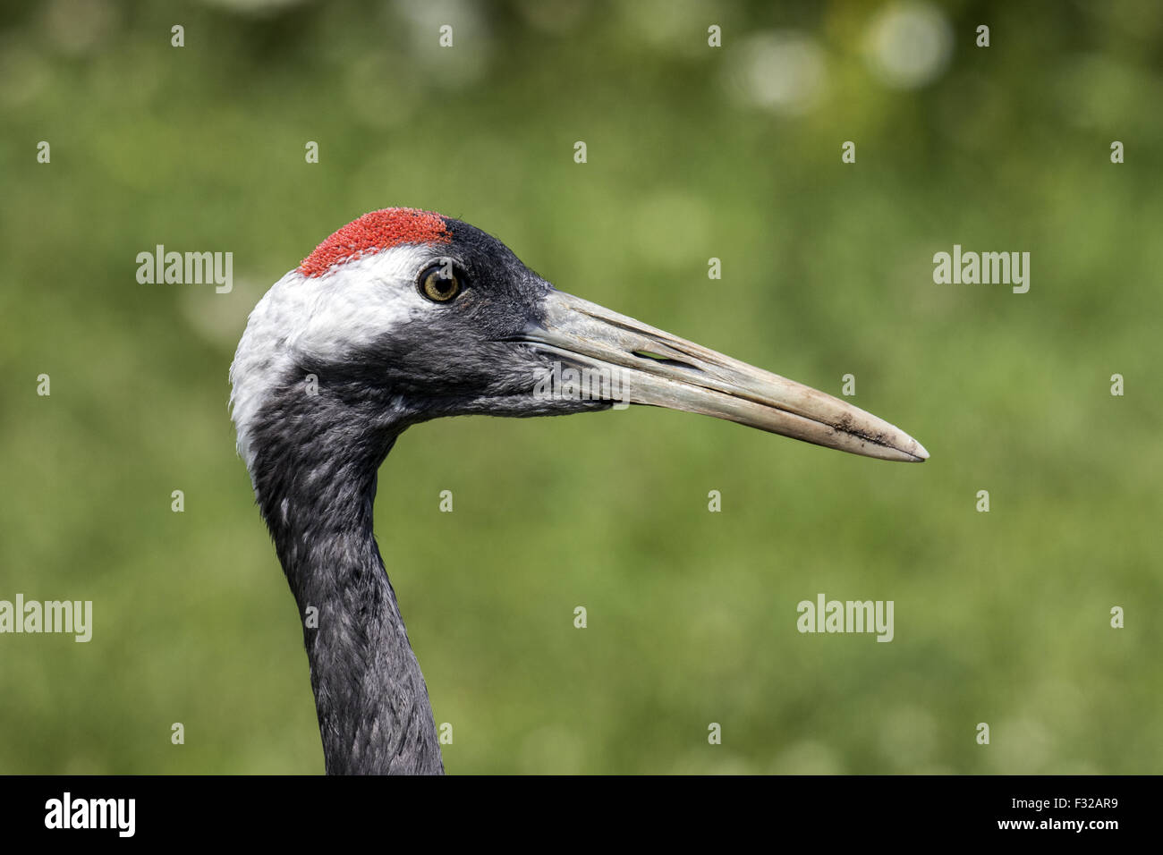 Crane eye hi-res stock photography and images - Alamy