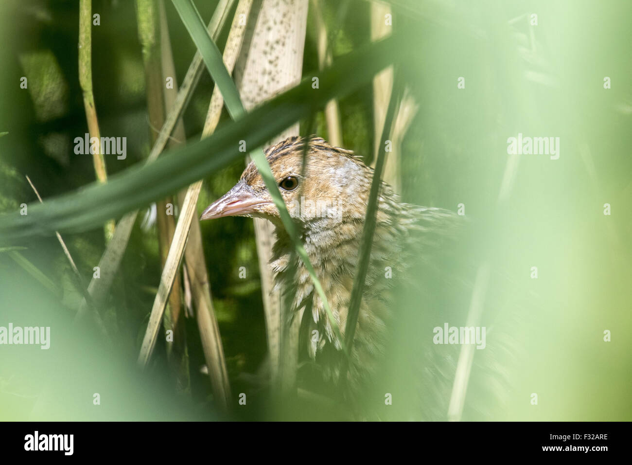 Corncrake in reeds Stock Photo - Alamy