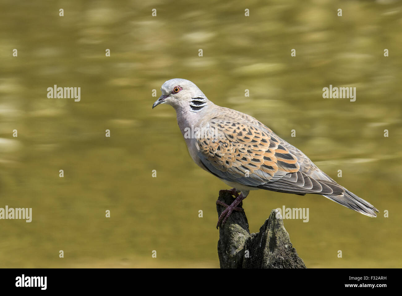 European Turtle Dove Stock Photo - Alamy