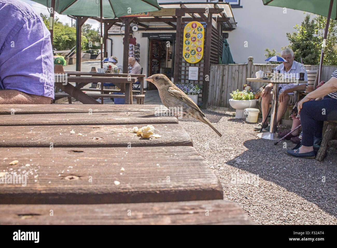 Female House Sparrow on pick-nick table Stock Photo - Alamy