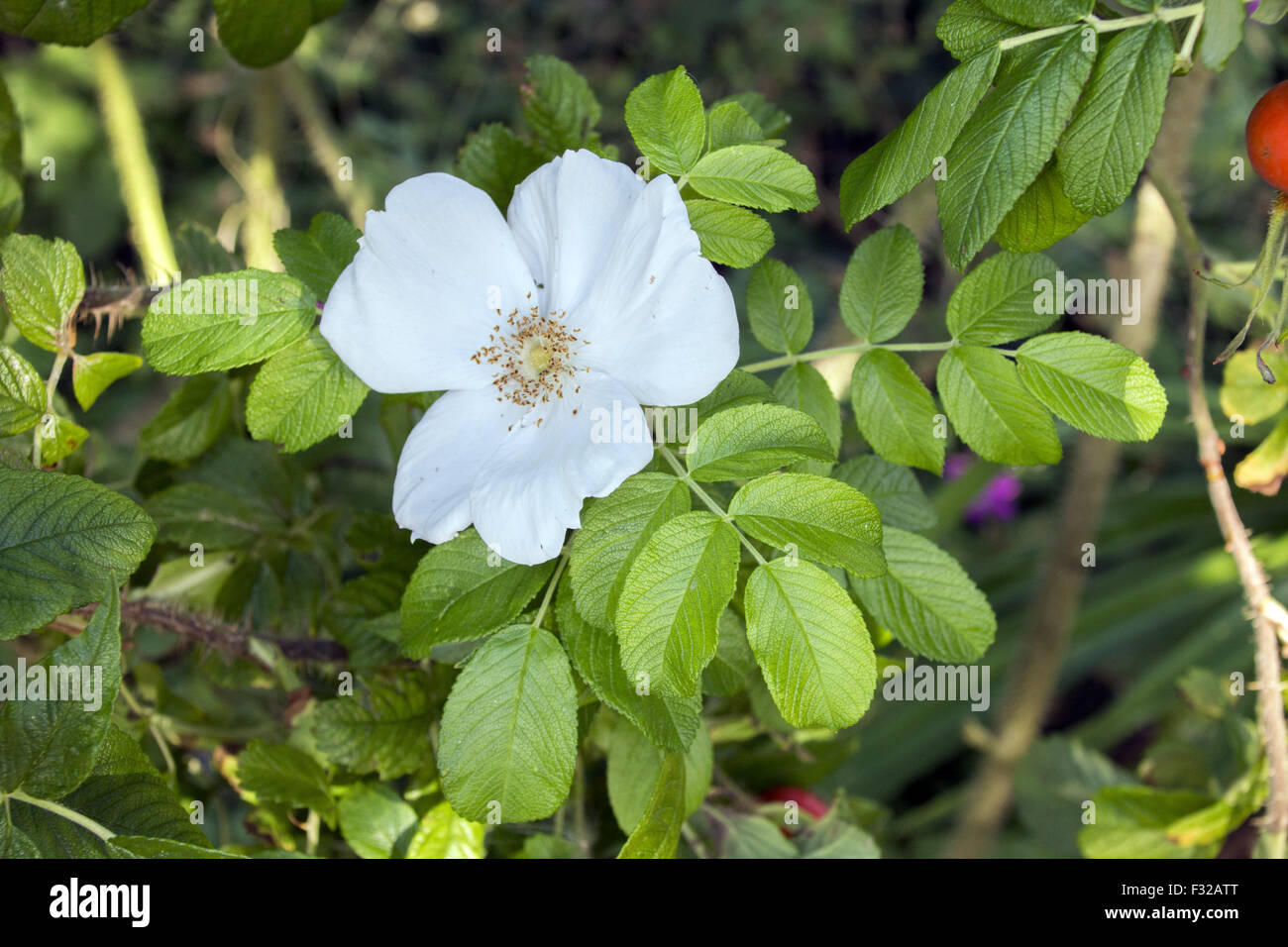Flower of Rugosa Rose, Japanese Rose, or Ramanas Rose (Rosa rugosa ...