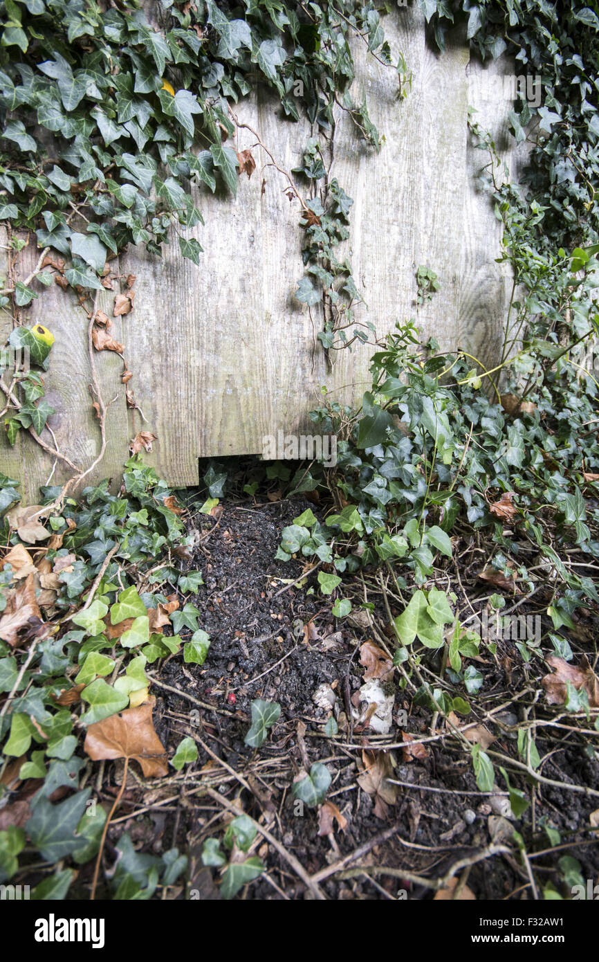 Hedgehog gap fence hi-res stock photography and images - Alamy