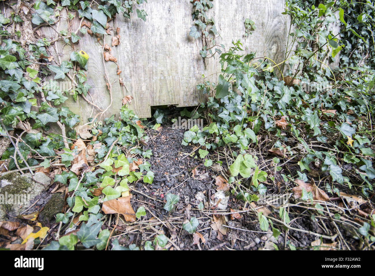 Gap in garden fence for Hedgehog use Stock Photo - Alamy
