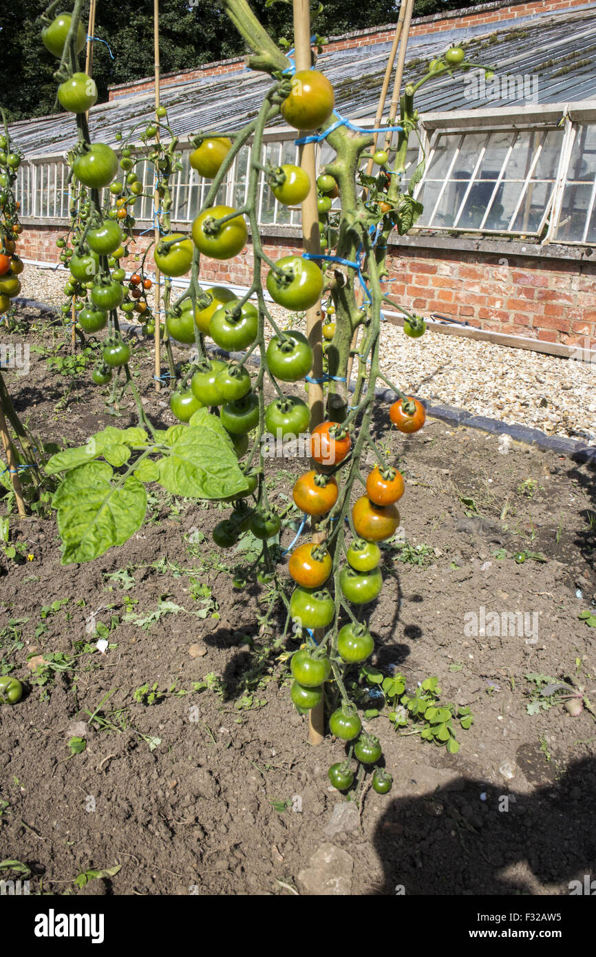 Tomato (Solanum sp.) homegrown outdoor plants, in the walled garden at ...