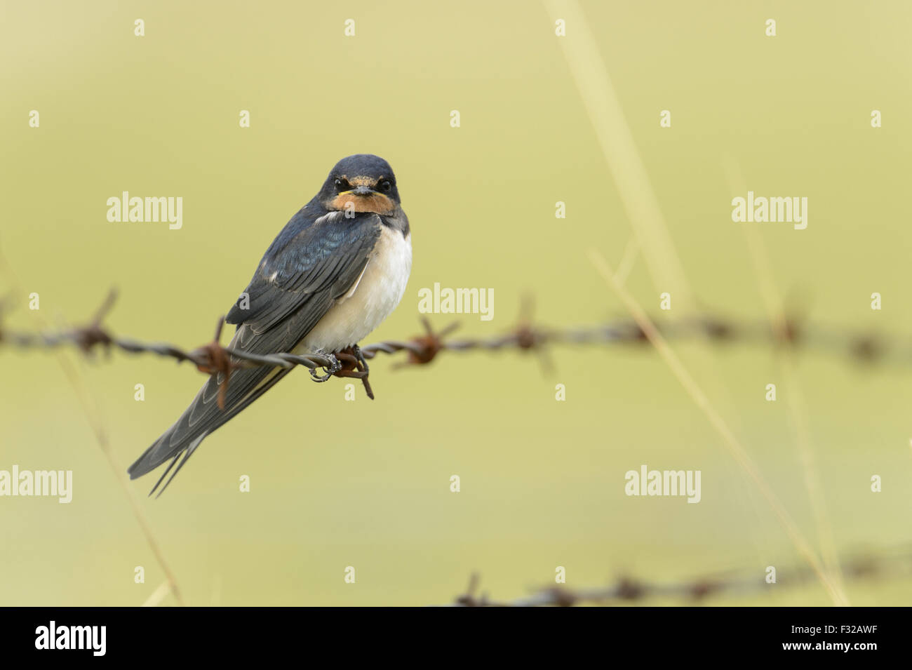 Barn Swallow (Hirundo rustica rustica) adult, perched on barbed wire ...