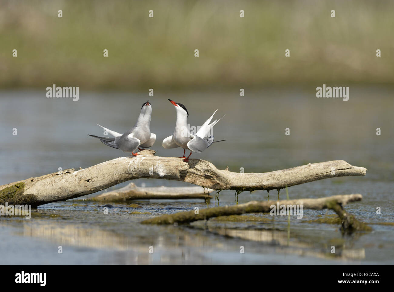 Common Tern (Sterna hirundo) adult pair, breeding plumage, in courtship ...