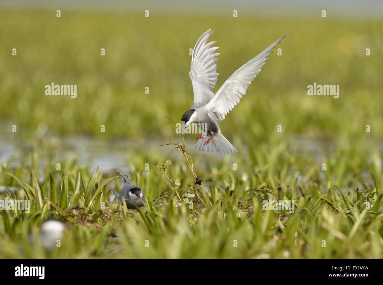 Whiskered Tern (Chlidonias hybrida) adult, breeding plumage, in flight ...