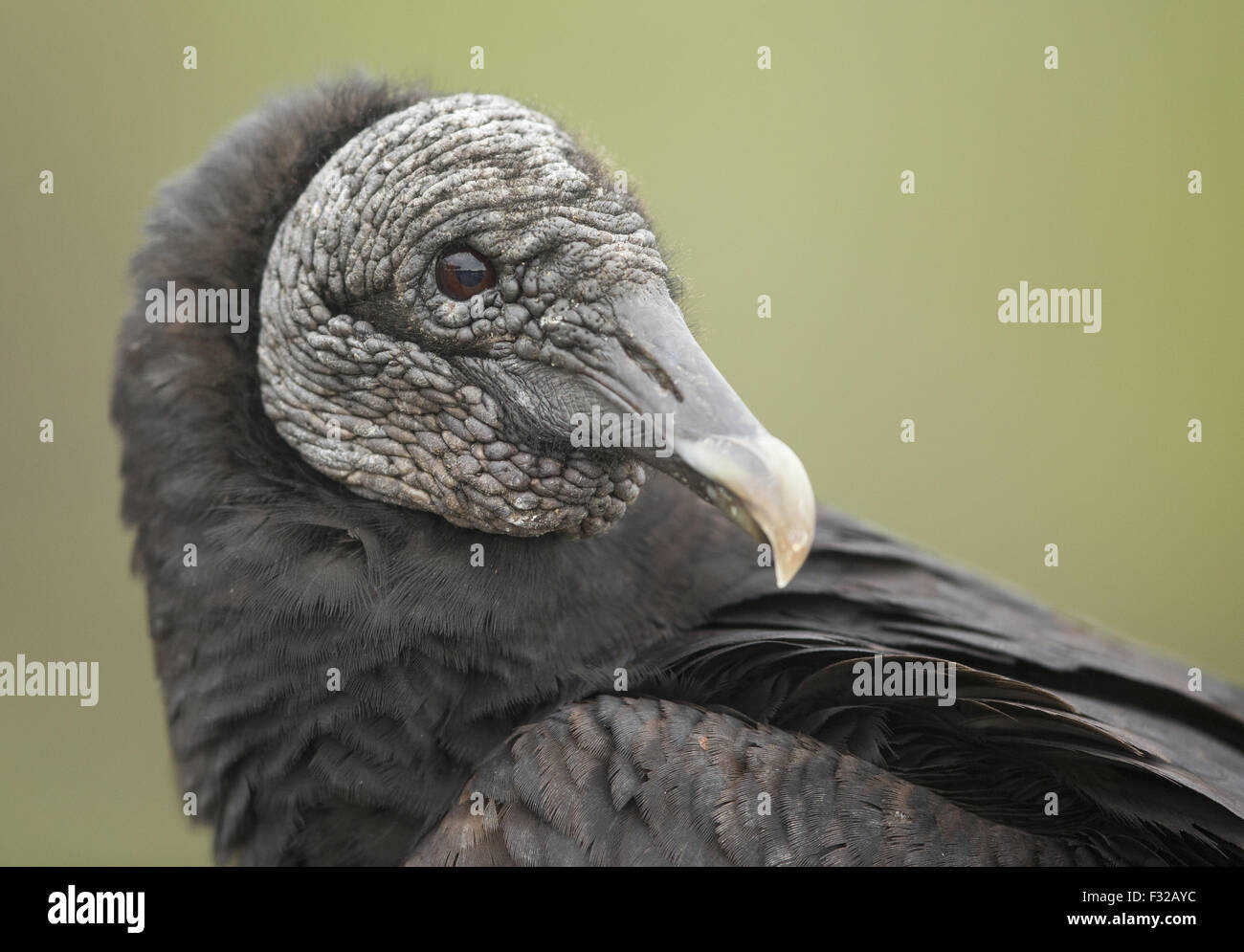 American Black Vulture (Coragyps atratus) adult, close-up of head ...
