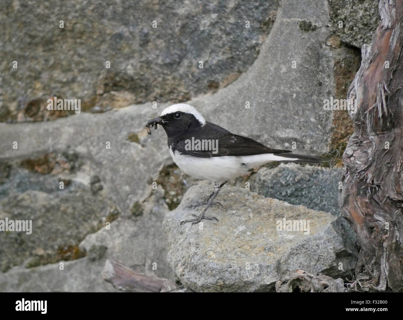 Cyprus Wheatear (Oenanthe cypriaca) adult male, with insects in beak ...